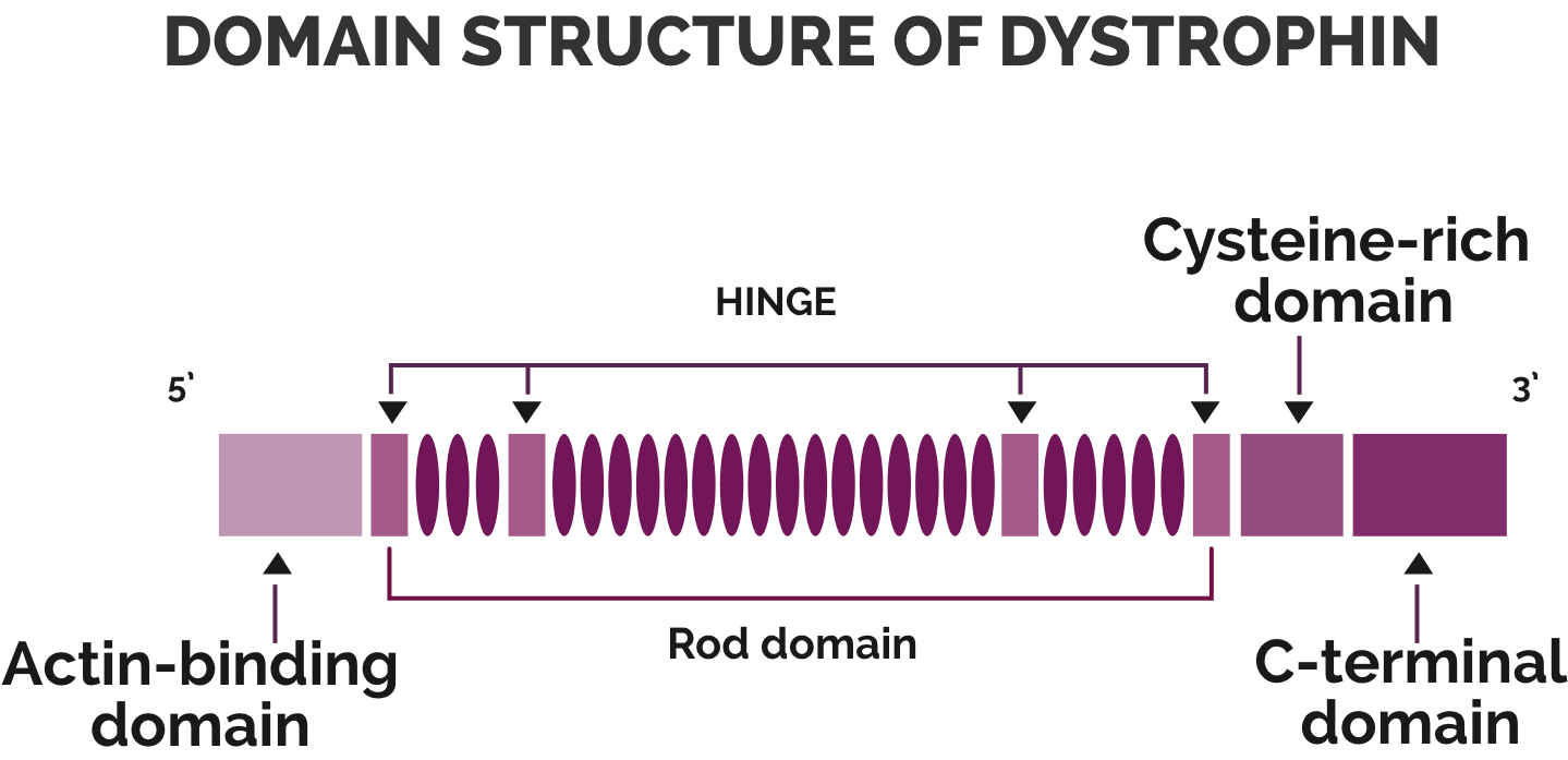 A Duchenne Muscular Dystrophy (DMD) Overview for Healthcare Professionals | Duchenne.com